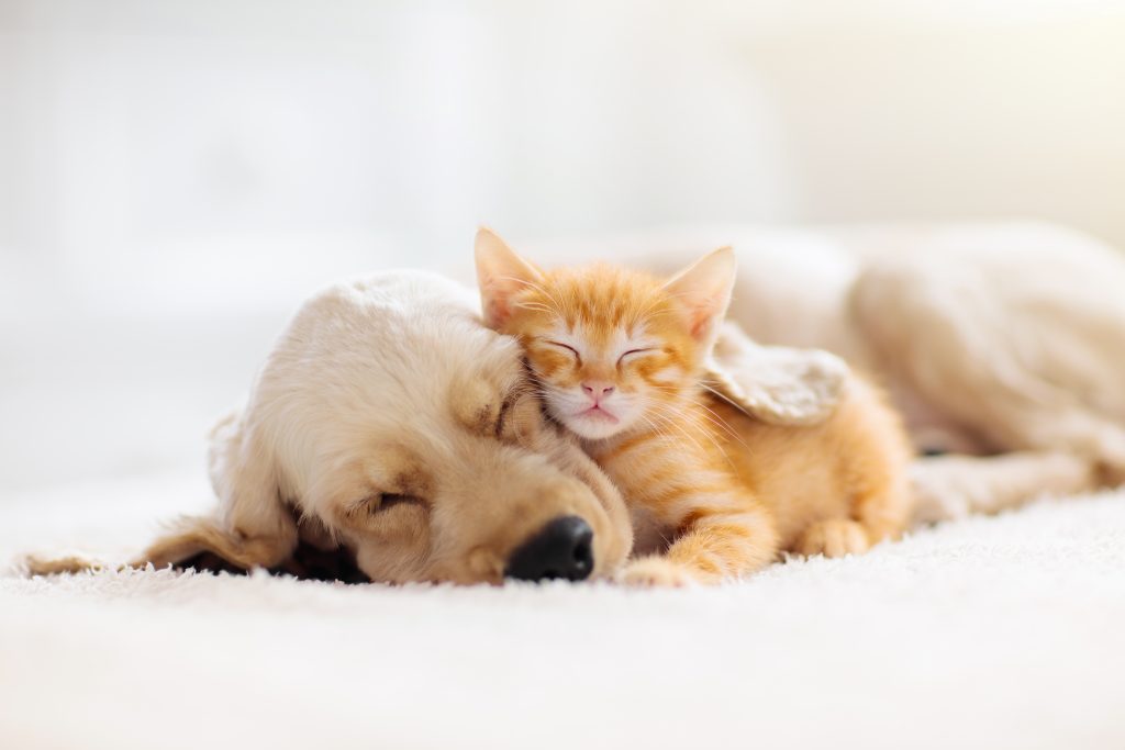 The Positive Impact of Pets on Mental Health